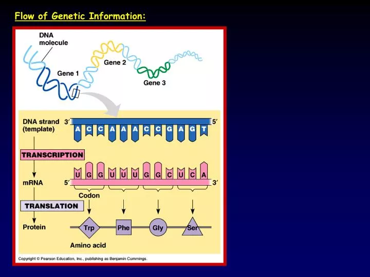PPT - Flow of Genetic Information: PowerPoint Presentation, free ...