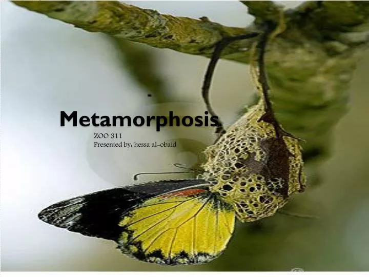 PPT - Metamorphosis PowerPoint Presentation, free download - ID:1917090