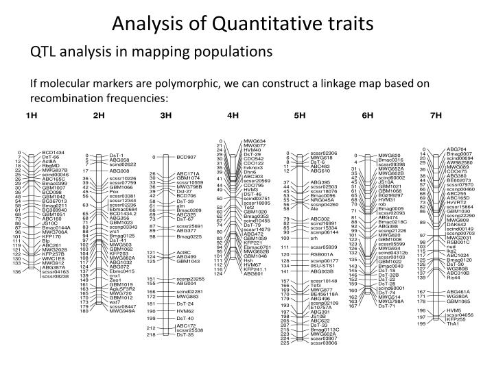PPT - QTL Mapping PowerPoint Presentation - ID:1917240