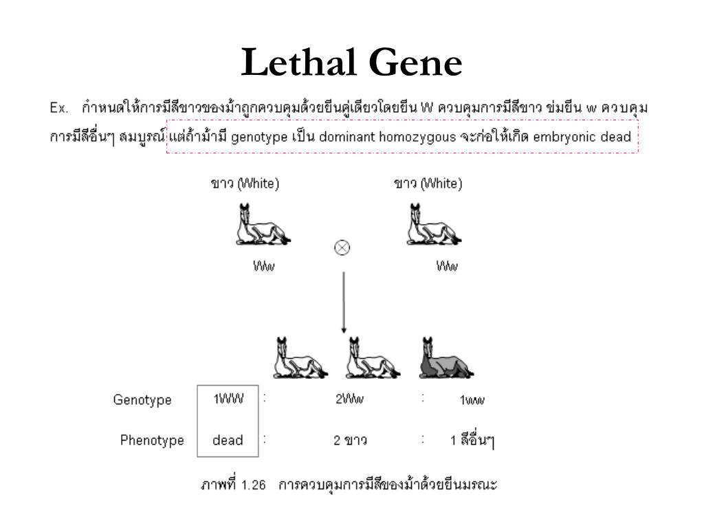 PPT - Basic Mendelian genetics applied to livestock PowerPoint ...