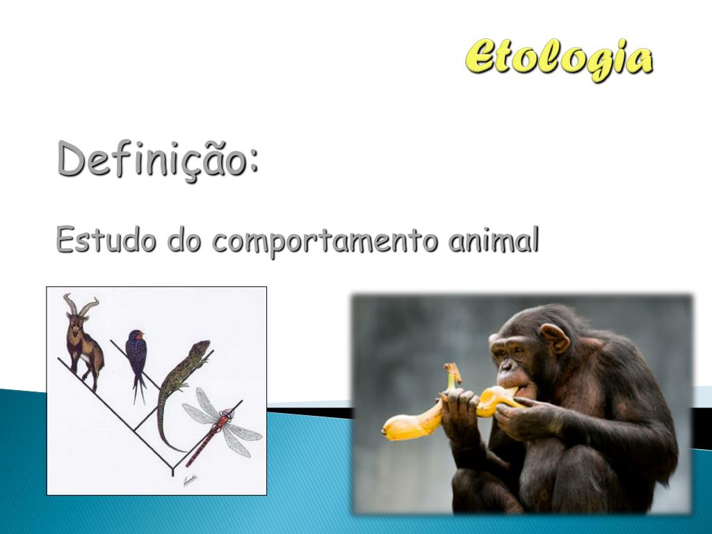 PPT - Etologia Aplicada à Produção Animal PowerPoint Presentation, free ...