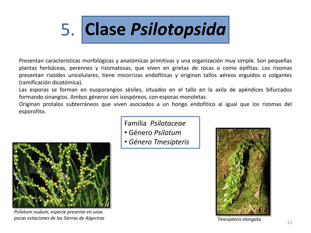 PPT - Sistemática de Pterofita (helechos y afines) PowerPoint ...