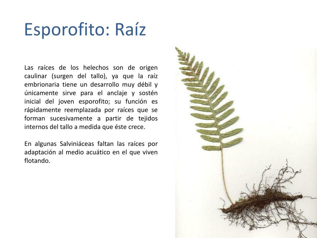 PPT - Sistemática de Pterofita (helechos y afines) PowerPoint ...