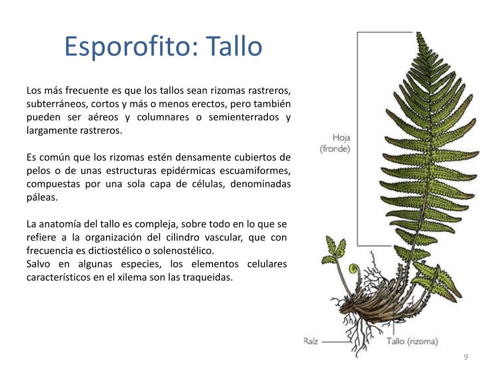 PPT - Sistemática de Pterofita (helechos y afines) PowerPoint ...