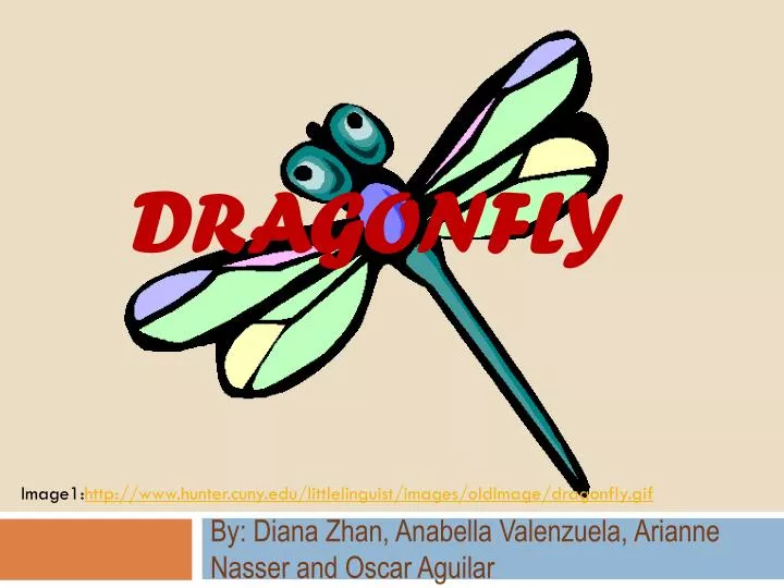 PPT - Dragonfly PowerPoint Presentation, free download - ID:1917354