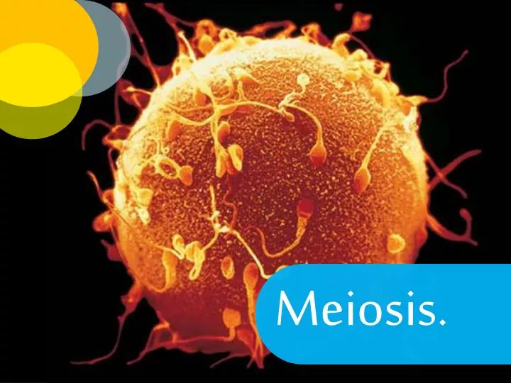 PPT - Meiosis. PowerPoint Presentation, free download - ID:1917363