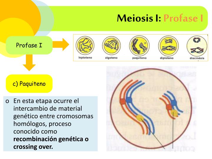 PPT - Meiosis. PowerPoint Presentation - ID:1917363
