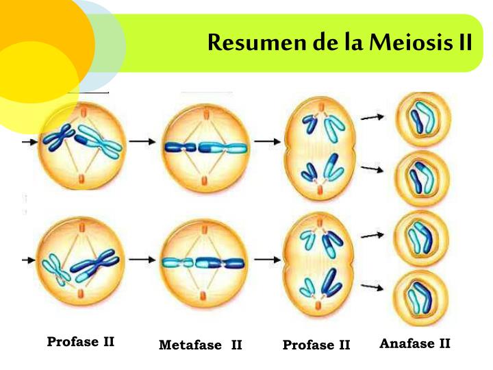 PPT - Meiosis. PowerPoint Presentation - ID:1917363