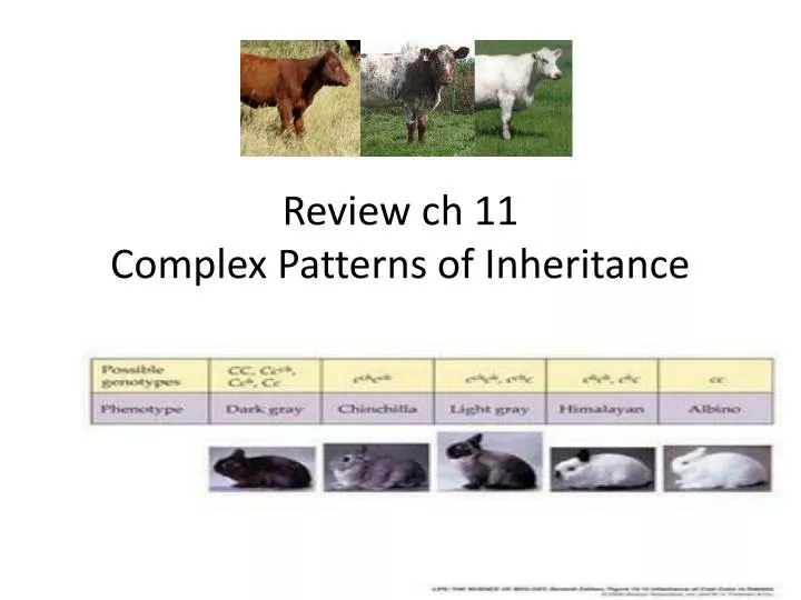 PPT - Review ch 11 Complex Patterns of Inheritance PowerPoint ...