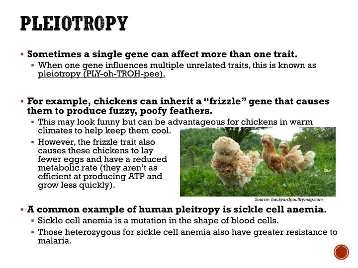 PPT - Co-Dominance & Incomplete Dominance PowerPoint Presentation - ID ...