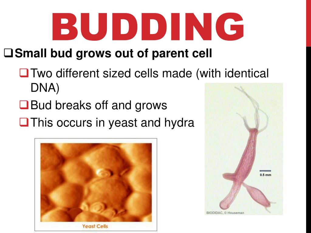 PPT - Asexual Reproduction vs. Sexual Reproduction PowerPoint ...