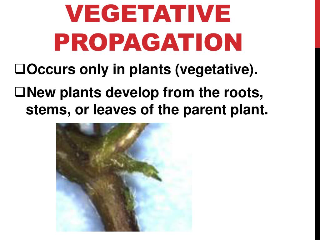 PPT - Asexual Reproduction vs. Sexual Reproduction PowerPoint ...