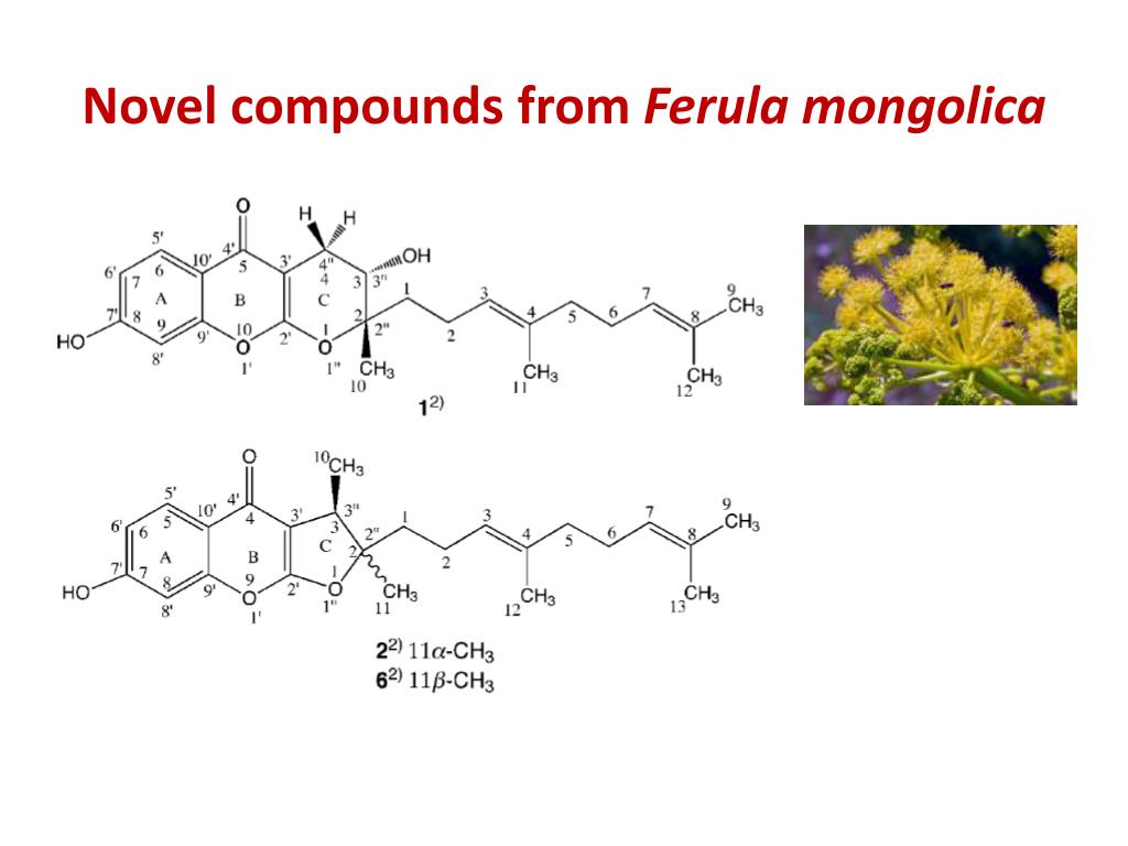 PPT - Phytochemical investigations on six medicinal plants PowerPoint ...