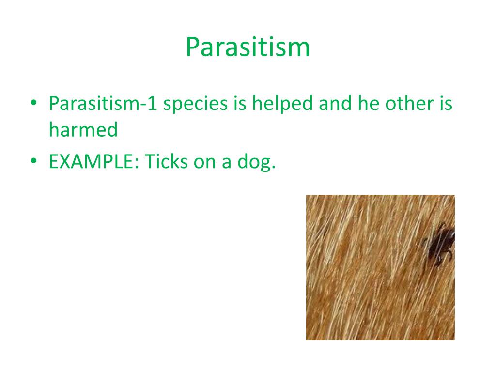 PPT - Understanding Symbiosis: Mutualism, Commensalism, and Parasitism ...