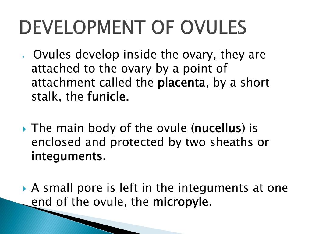 PPT - SEXUAL REPRODUCTION IN FLOWERING PLANTS PowerPoint Presentation ...