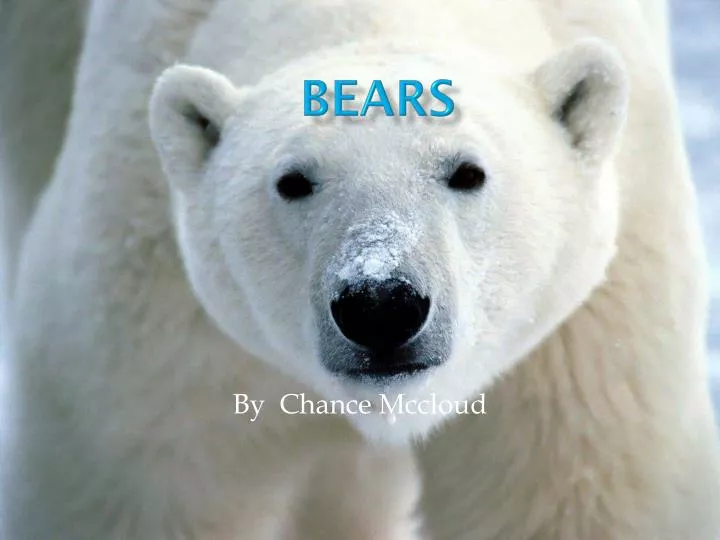 PPT - Bears PowerPoint Presentation, free download - ID:1918167