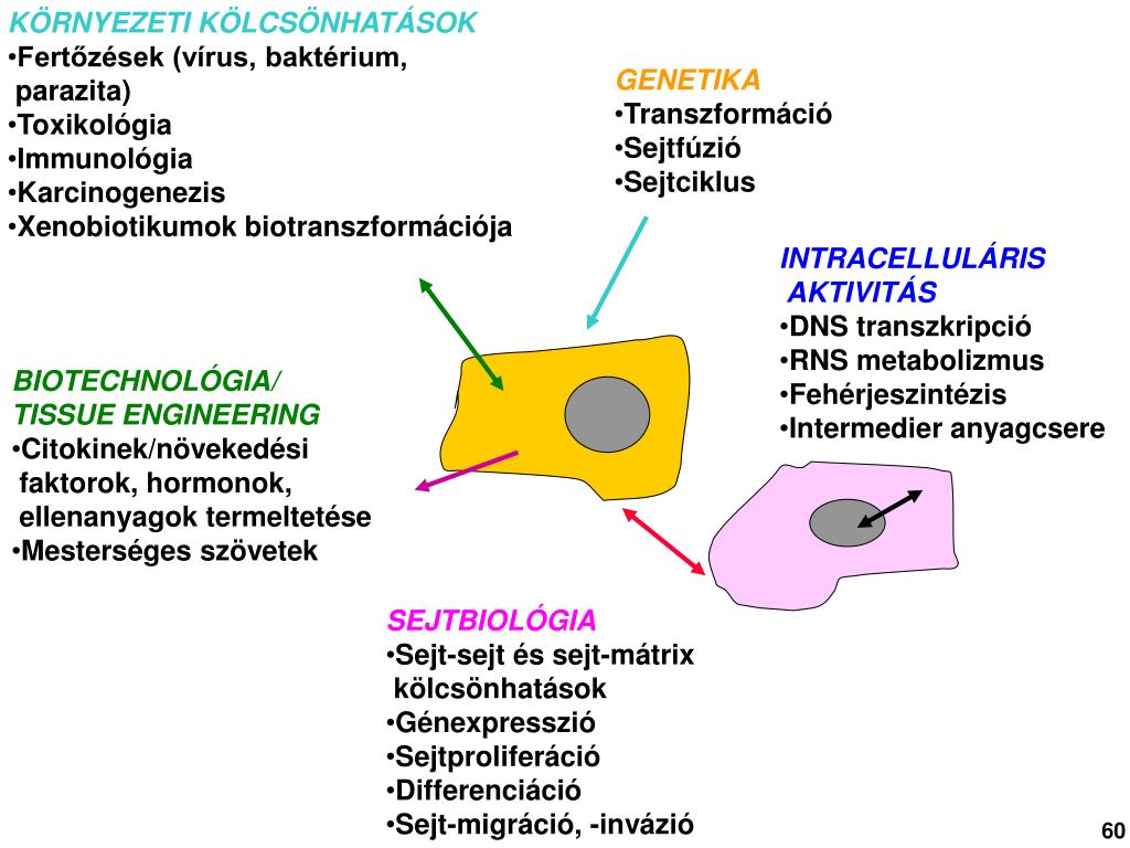PPT - SEJT- ÉS SZÖVETTENYÉSZTÉS PowerPoint Presentation, free download ...