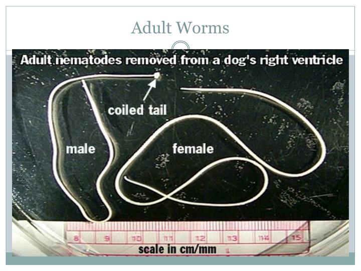 PPT - Dirofilaria immitis PowerPoint Presentation - ID:1918545