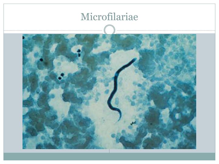 PPT - Dirofilaria immitis PowerPoint Presentation - ID:1918545