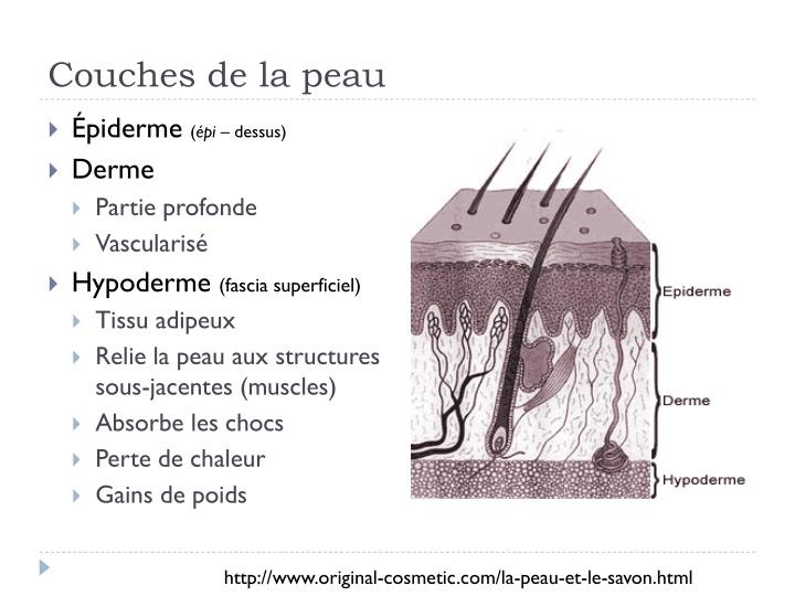 PPT - Le système tégumentaire PowerPoint Presentation - ID:1919013