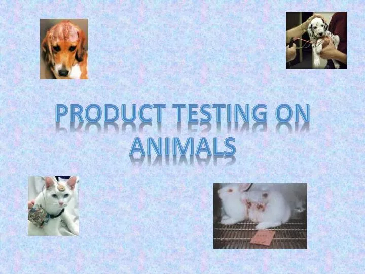 PPT - Product Testing on Animals PowerPoint Presentation, free download ...