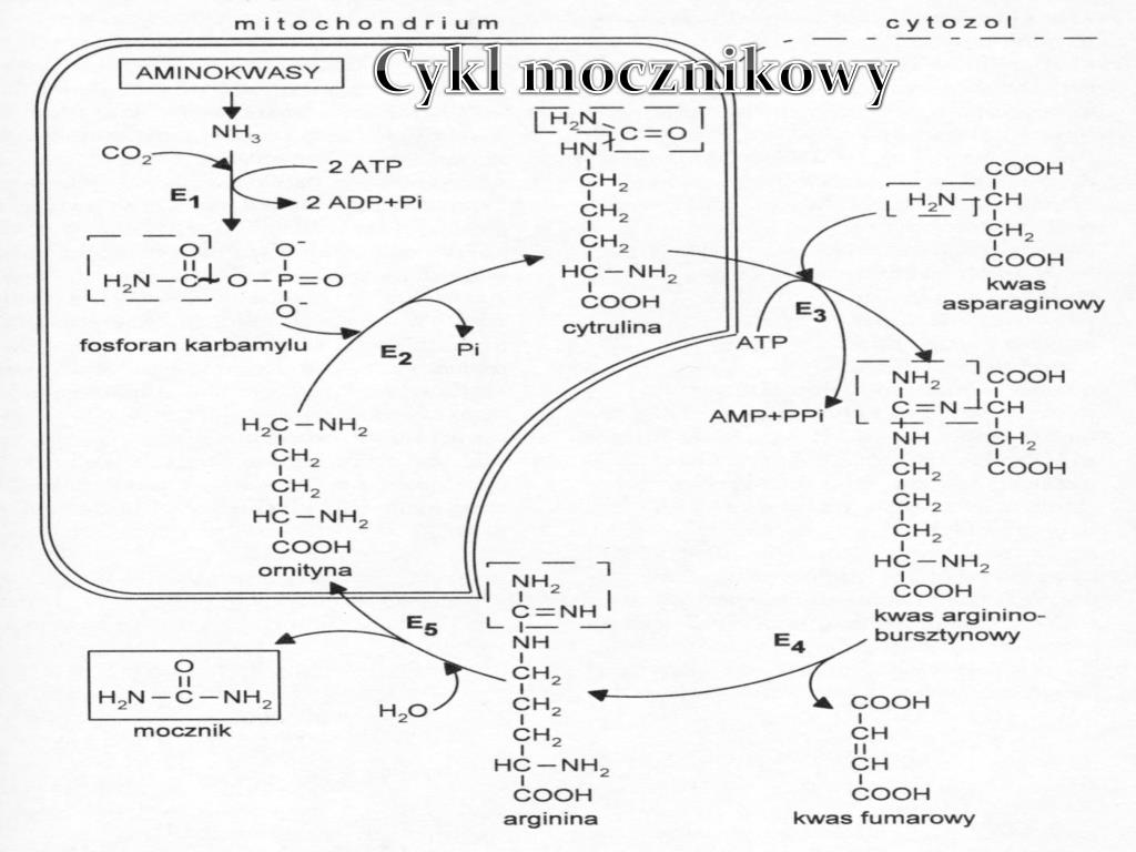 PPT - Gabriela Czechura III rok, OAM PowerPoint Presentation, free ...