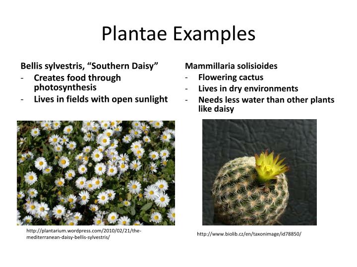 PPT - Kingdoms PowerPoint Presentation - ID:1919594