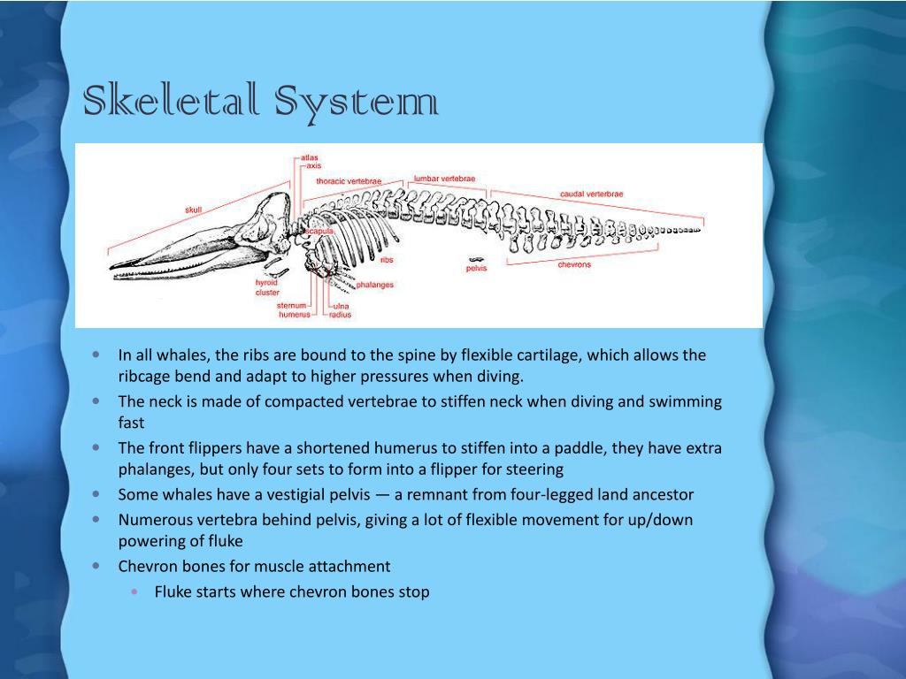 PPT - Anatomy and Physiology of Whales PowerPoint Presentation, free ...