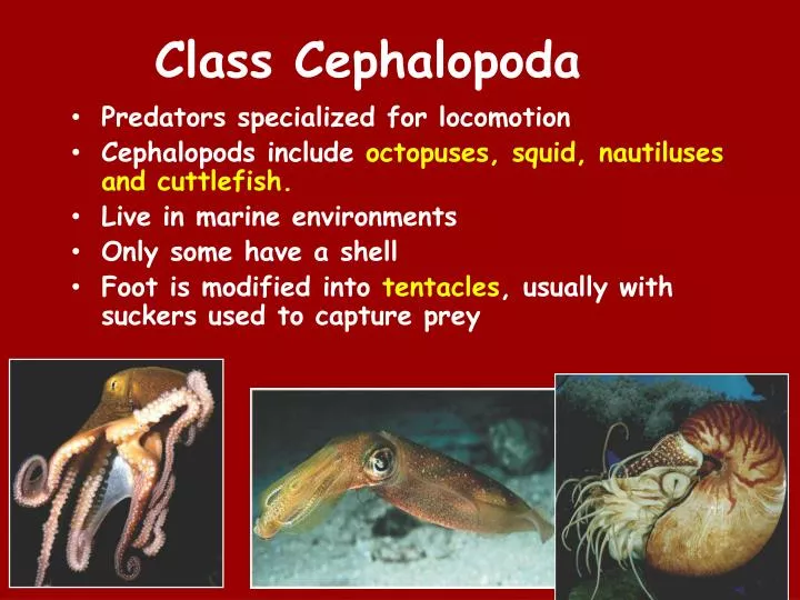 PPT - Class Cephalopoda PowerPoint Presentation, free download - ID:1919869