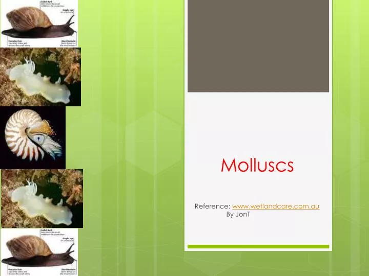 PPT - Molluscs PowerPoint Presentation, free download - ID:1919987