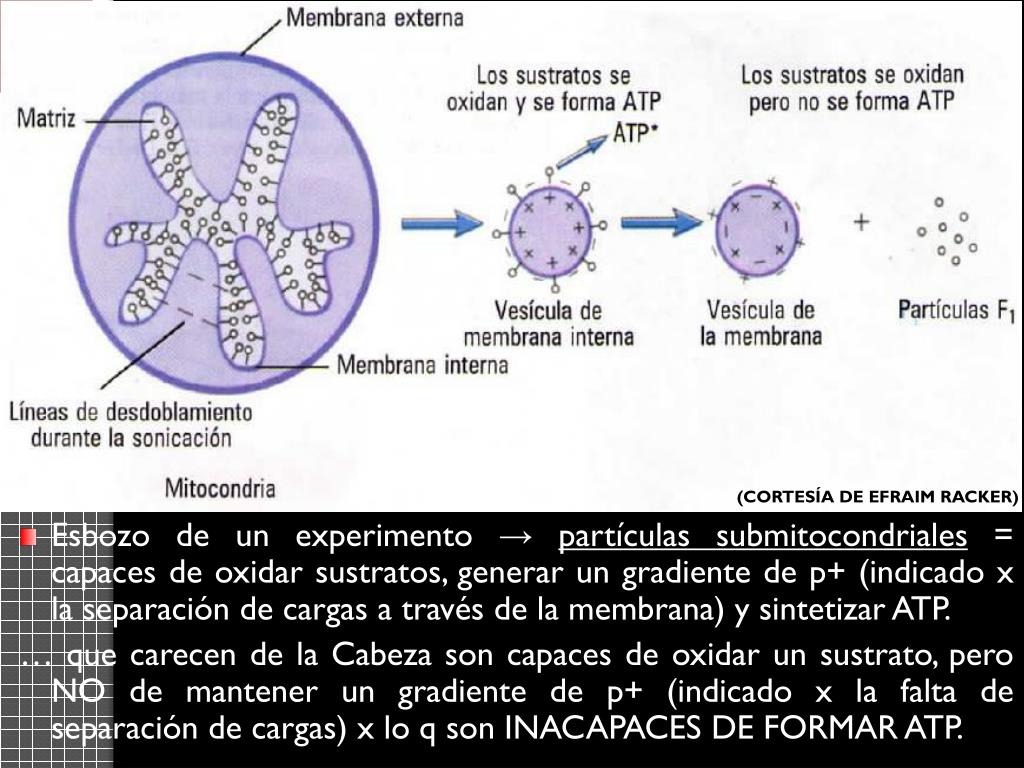 PPT - María Inés Circe Lizzeth Cinthya Alma Jhoana Liliana Octavio ...