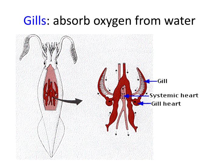 PPT - SQUID DISSECTION PREPARATION! PowerPoint Presentation - ID:1920307