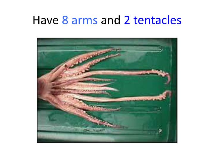 PPT - SQUID DISSECTION PREPARATION! PowerPoint Presentation - ID:1920307