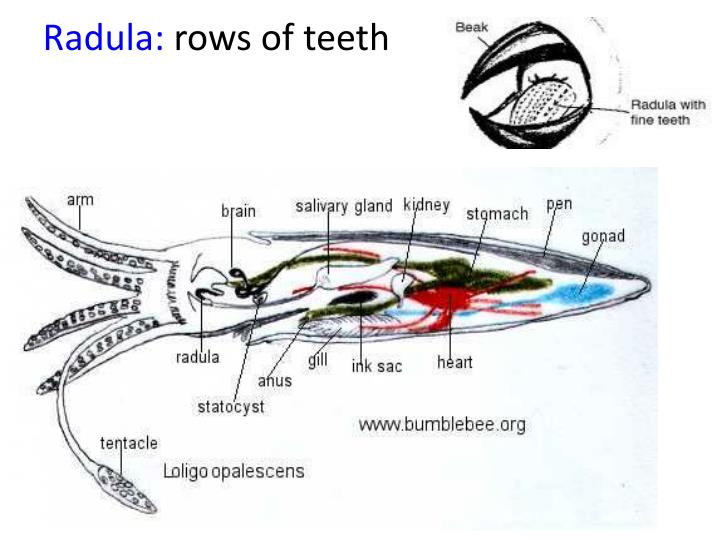 PPT - SQUID DISSECTION PREPARATION! PowerPoint Presentation - ID:1920307