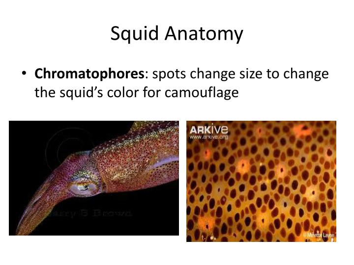 PPT - SQUID DISSECTION PREPARATION! PowerPoint Presentation - ID:1920307
