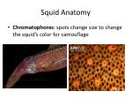 PPT - SQUID DISSECTION PREPARATION! PowerPoint Presentation - ID:1920307