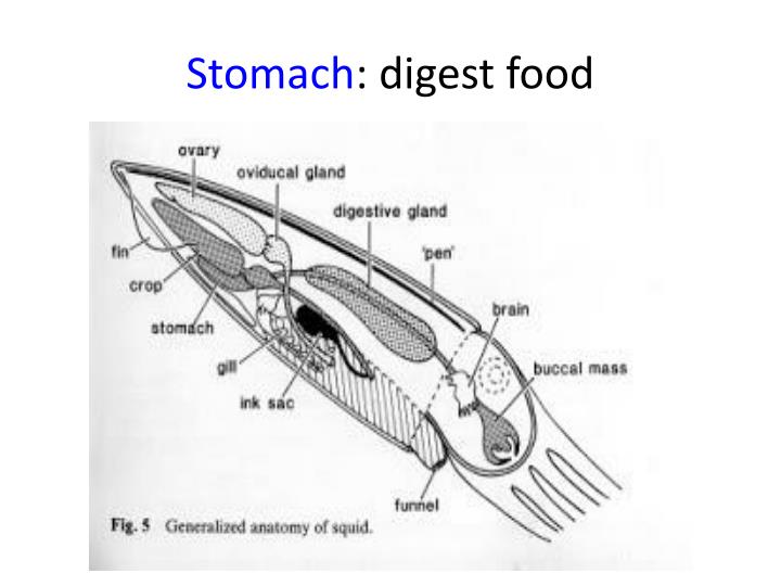PPT - SQUID DISSECTION PREPARATION! PowerPoint Presentation - ID:1920307