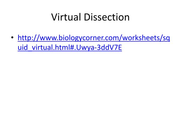 PPT - SQUID DISSECTION PREPARATION! PowerPoint Presentation - ID:1920307