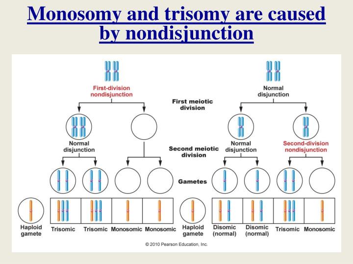 PPT - Lecture 25: DNA repair, recombination; changes in chromosome ...