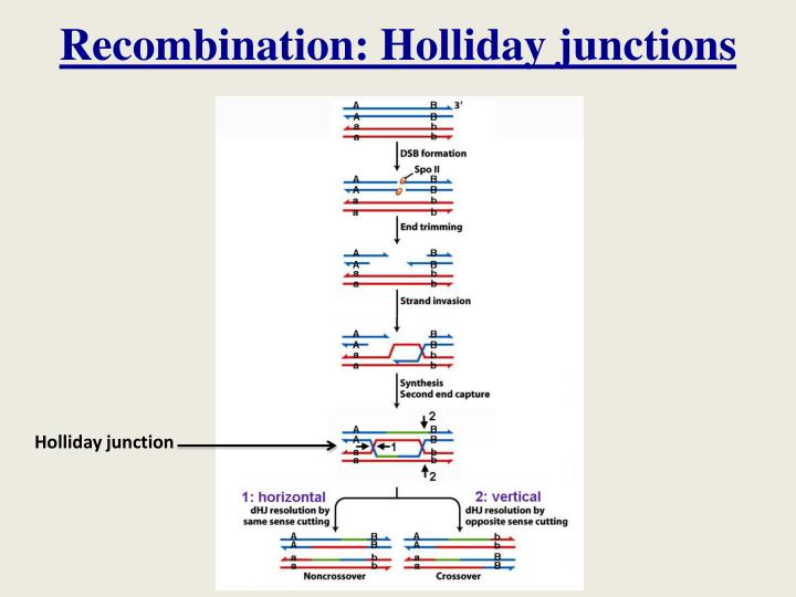PPT - Lecture 25: DNA repair, recombination; changes in chromosome ...