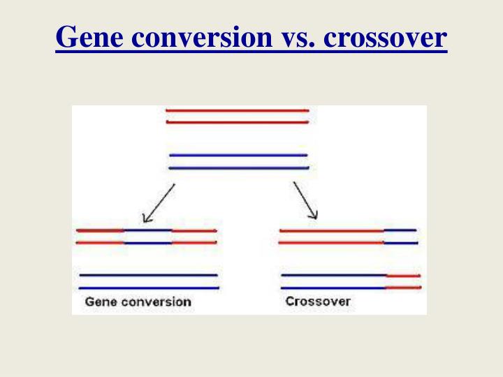 PPT - Lecture 25: DNA repair, recombination; changes in chromosome ...
