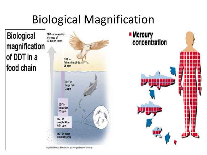 PPT - Humans in the Biosphere PowerPoint Presentation - ID:1920885