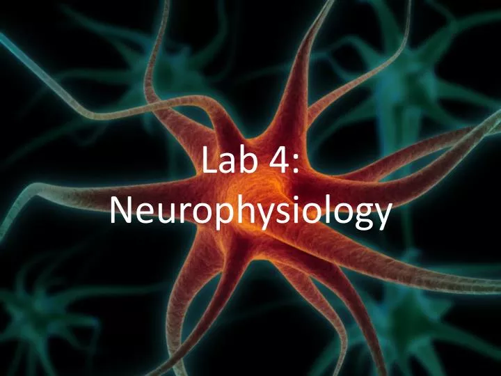 PPT - Lab 4: Neurophysiology PowerPoint Presentation, free download - ID:1920904