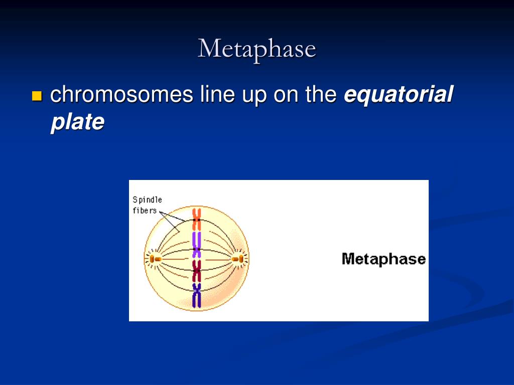 PPT - Cell Division Mitosis and Meiosis PowerPoint Presentation, free ...