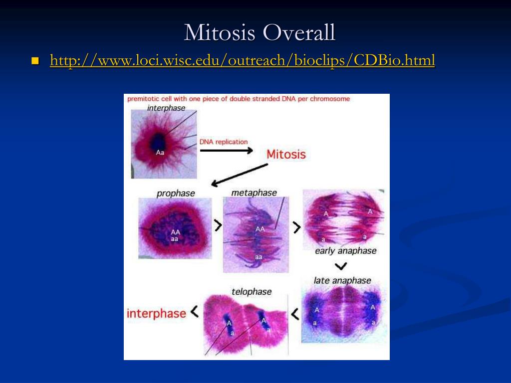 PPT - Cell Division Mitosis and Meiosis PowerPoint Presentation, free ...