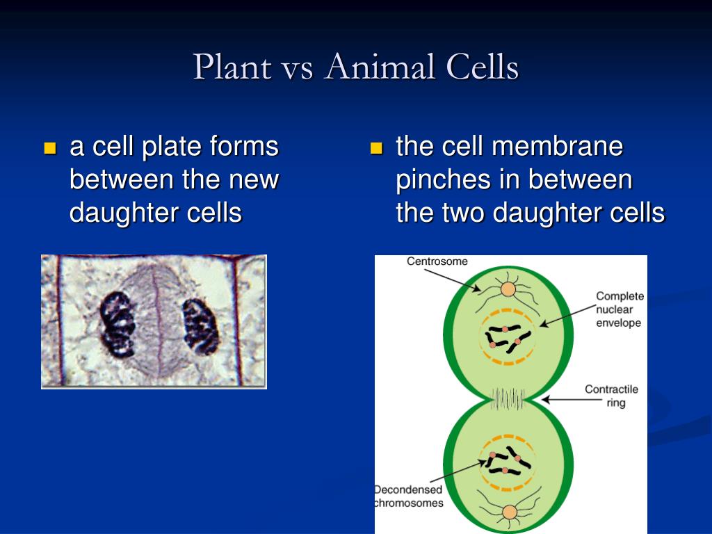 PPT - Cell Division Mitosis and Meiosis PowerPoint Presentation, free ...