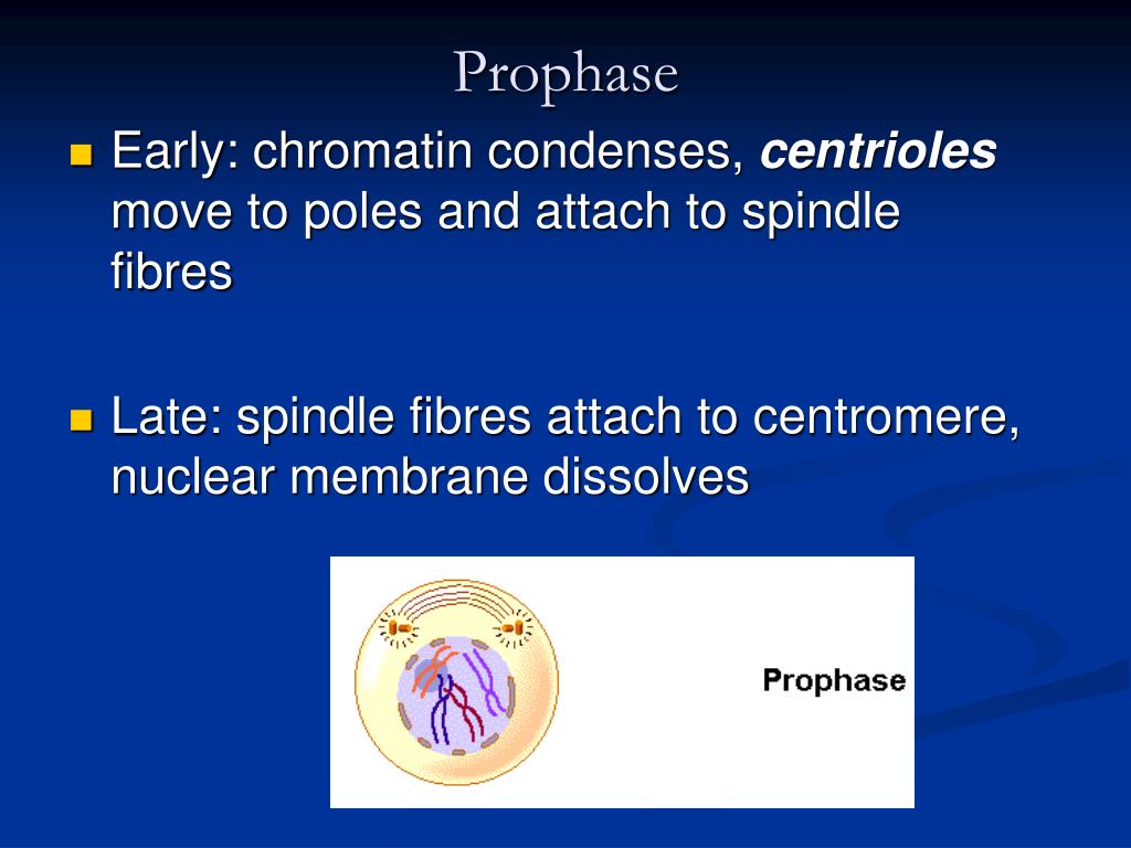 PPT - Cell Division Mitosis and Meiosis PowerPoint Presentation, free ...