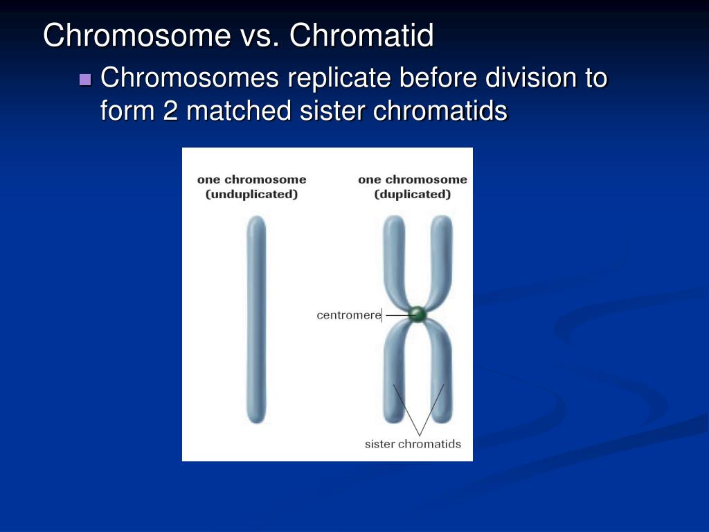 PPT - Cell Division Mitosis and Meiosis PowerPoint Presentation, free ...