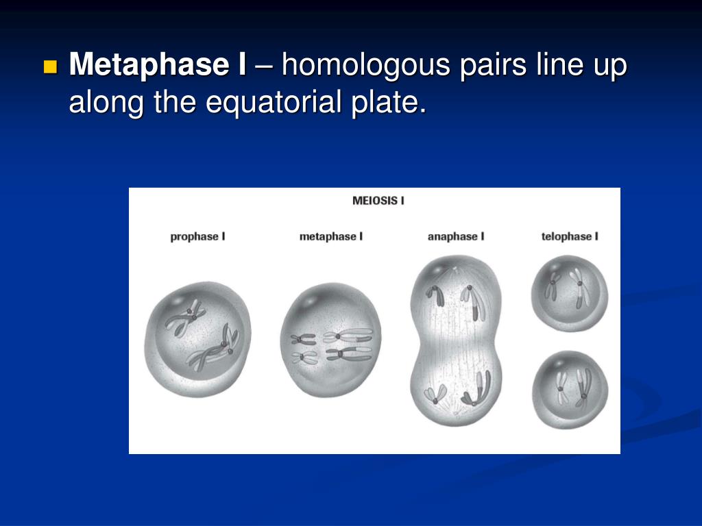 PPT - Cell Division Mitosis and Meiosis PowerPoint Presentation, free ...