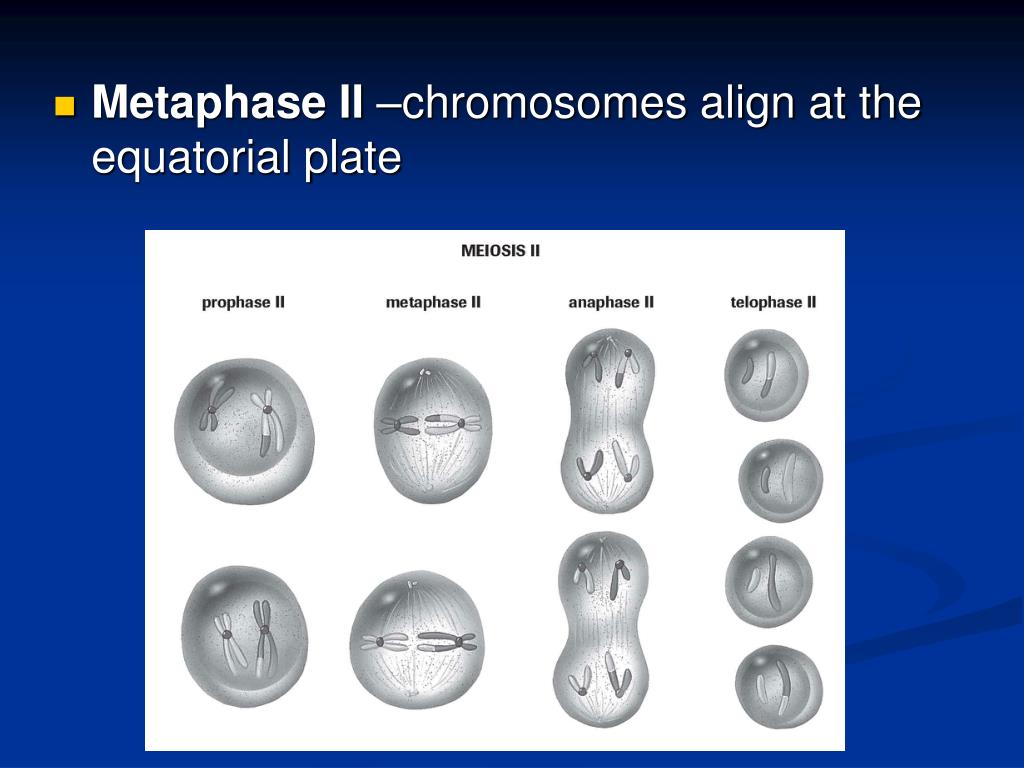 PPT - Cell Division Mitosis and Meiosis PowerPoint Presentation, free ...
